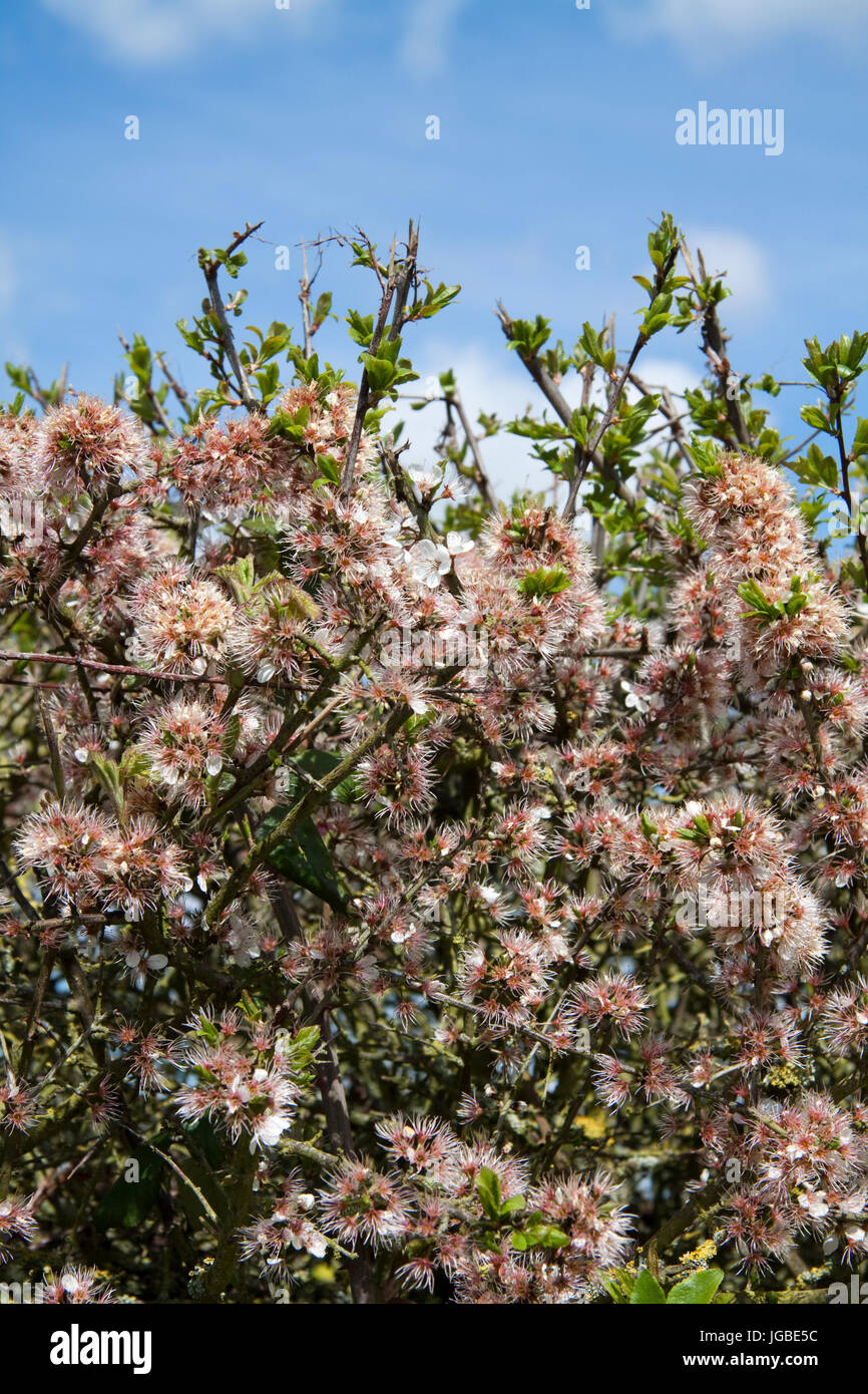 Hawthorns hedge hi-res stock photography and images - Alamy