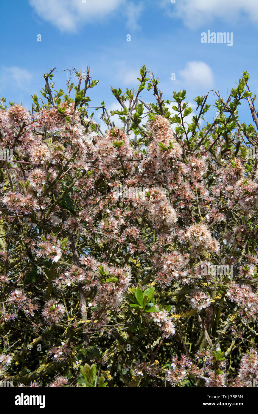 Hawthorns hedge hi-res stock photography and images - Alamy