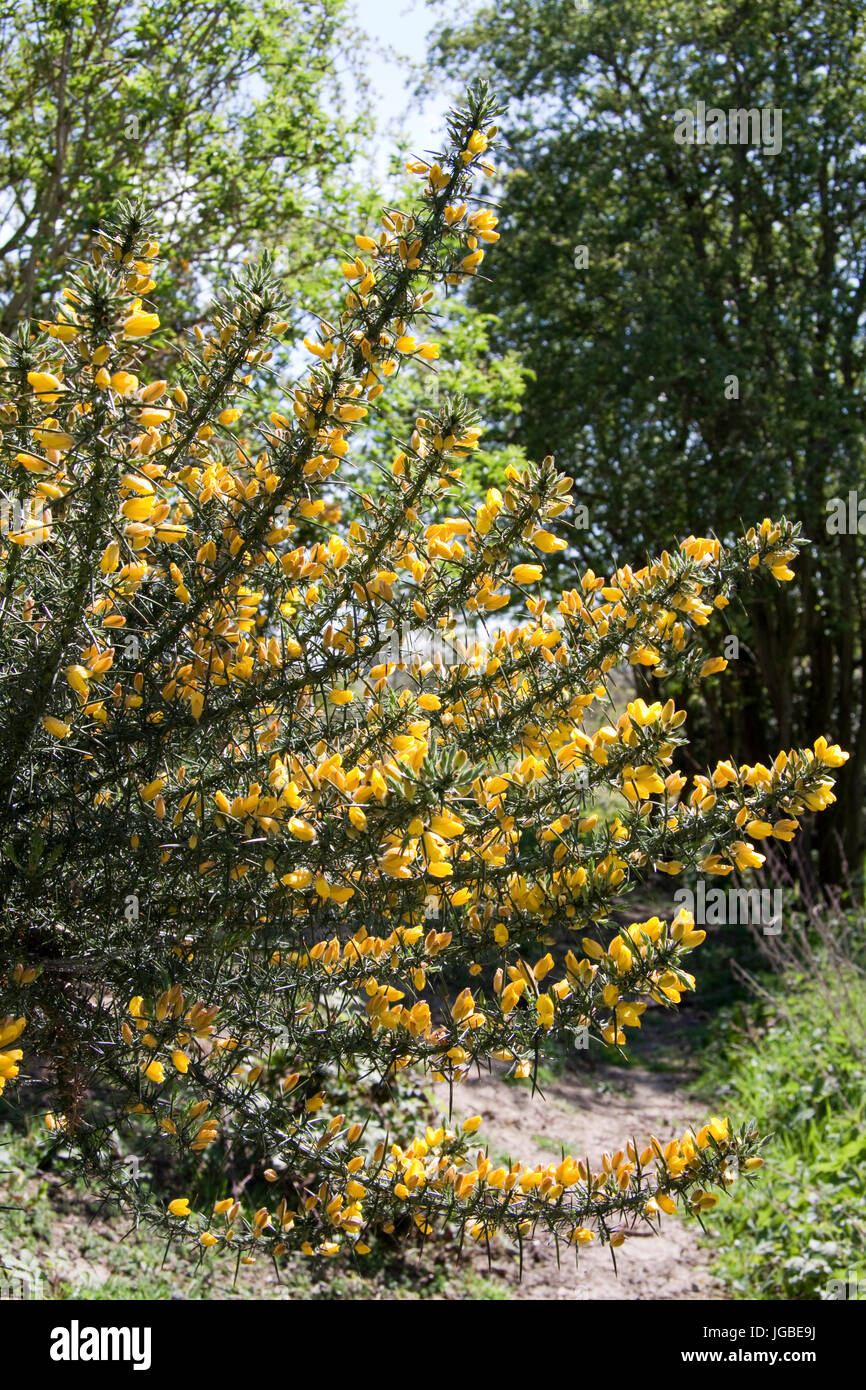 yellow gorse on castle hill Stock Photo - Alamy