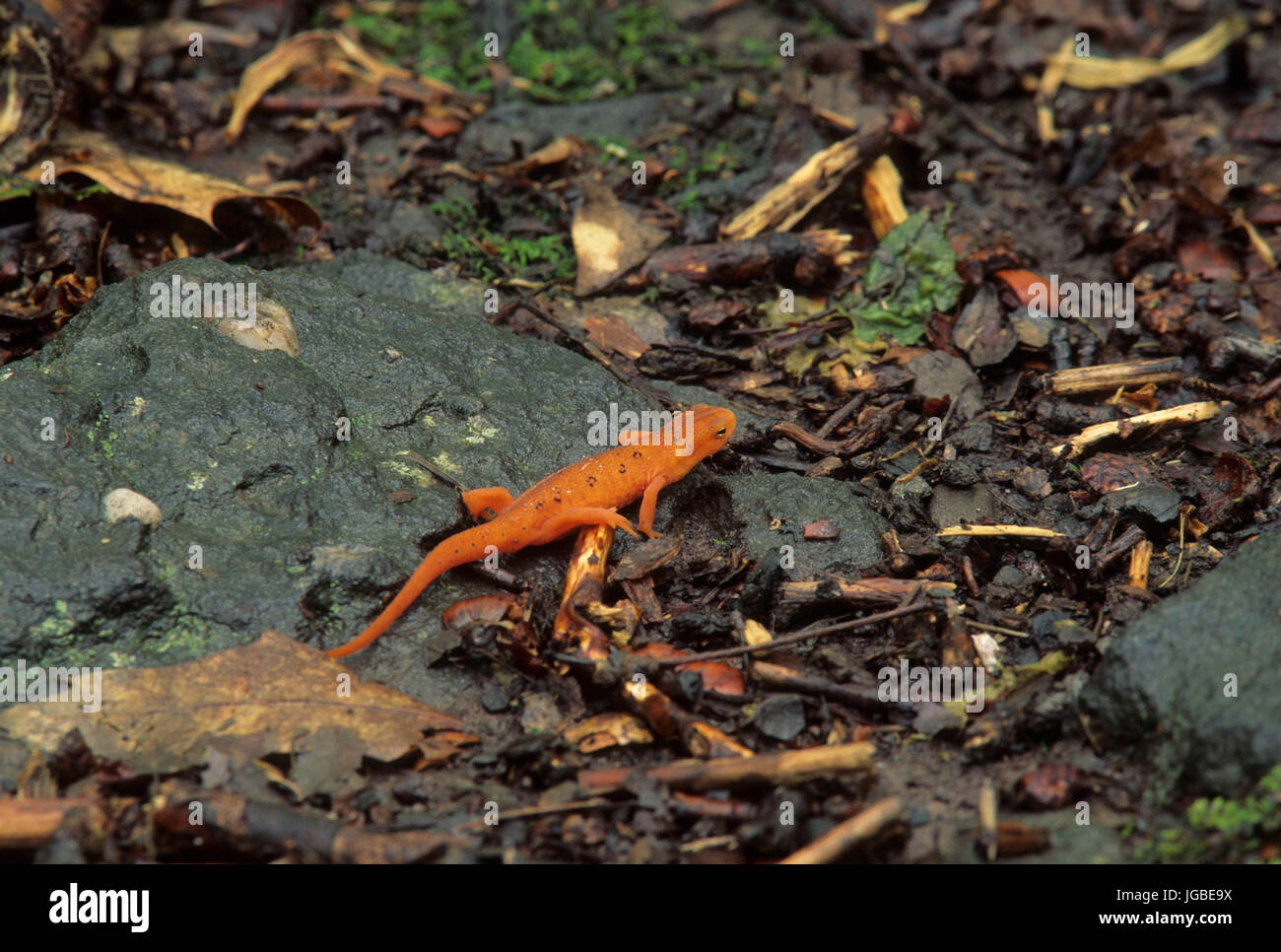 Indian salamander hi-res stock photography and images - Alamy