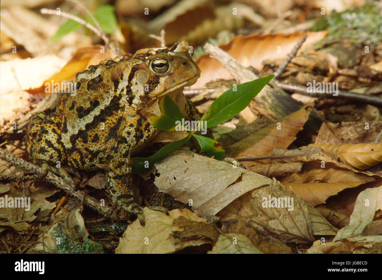 Toad, Pharoah Lake Wilderness, Adirondack Park, New York Stock Photo ...