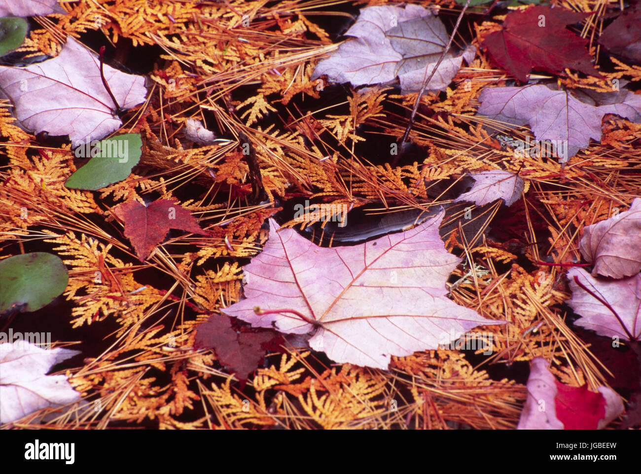Newcomb Lake edge, Camp Santanoni State Historic Area, Adirondack ...