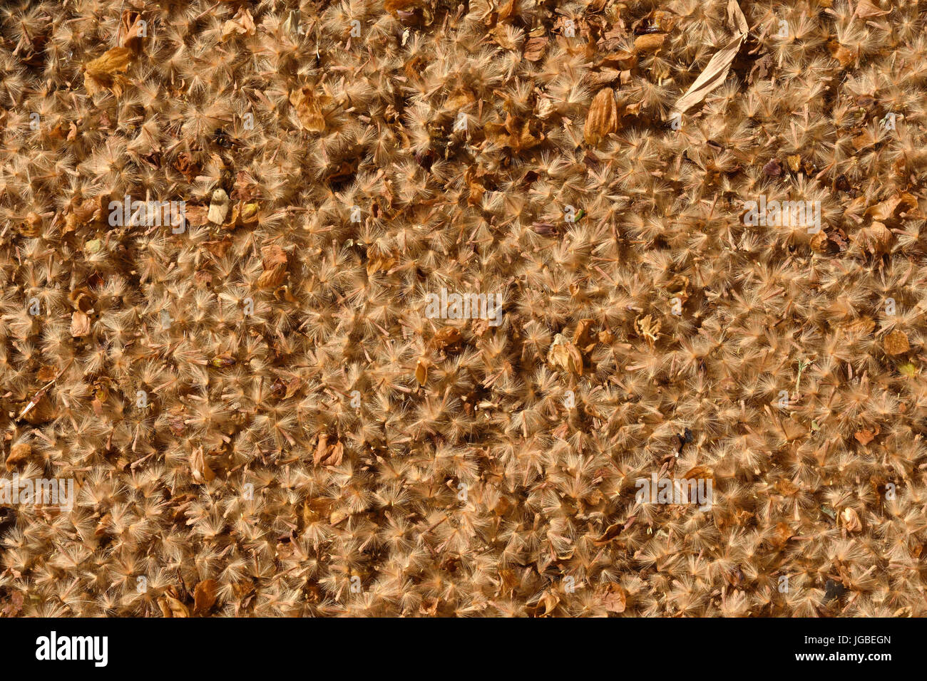 Platanus pollen hi-res stock photography and images - Alamy