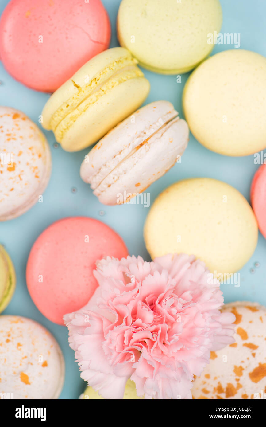 Top view of colorful fresh macarons background with pink flower Stock ...