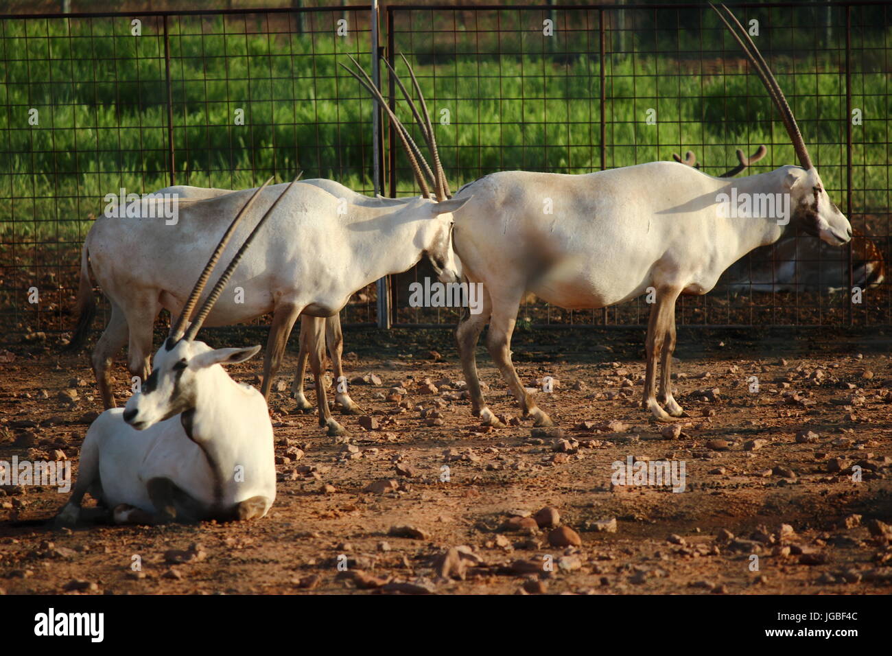 Arabian Oryx Eating High Resolution Stock Photography and Images - Alamy
