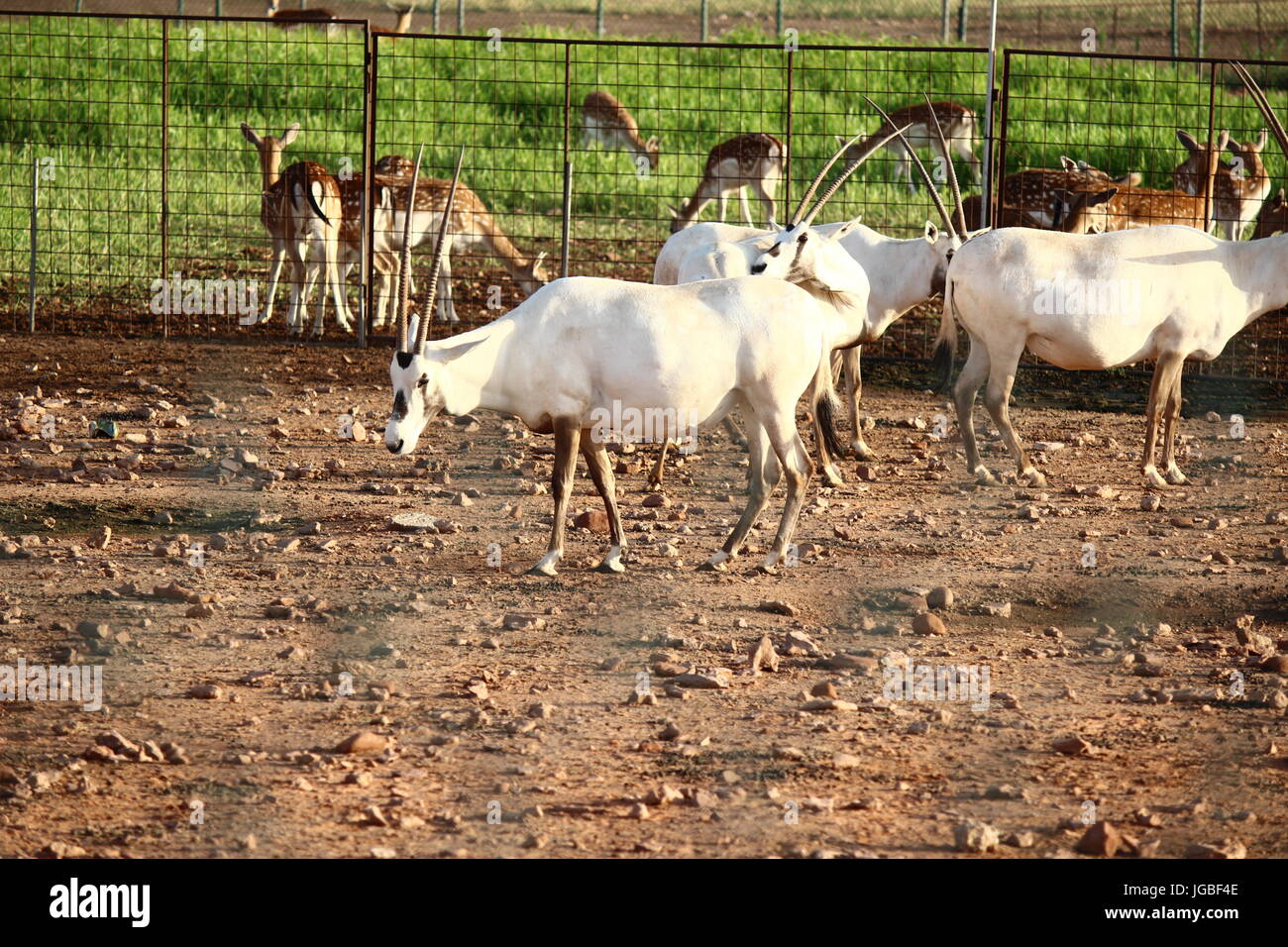 Arabian oryx eating hi-res stock photography and images - Alamy
