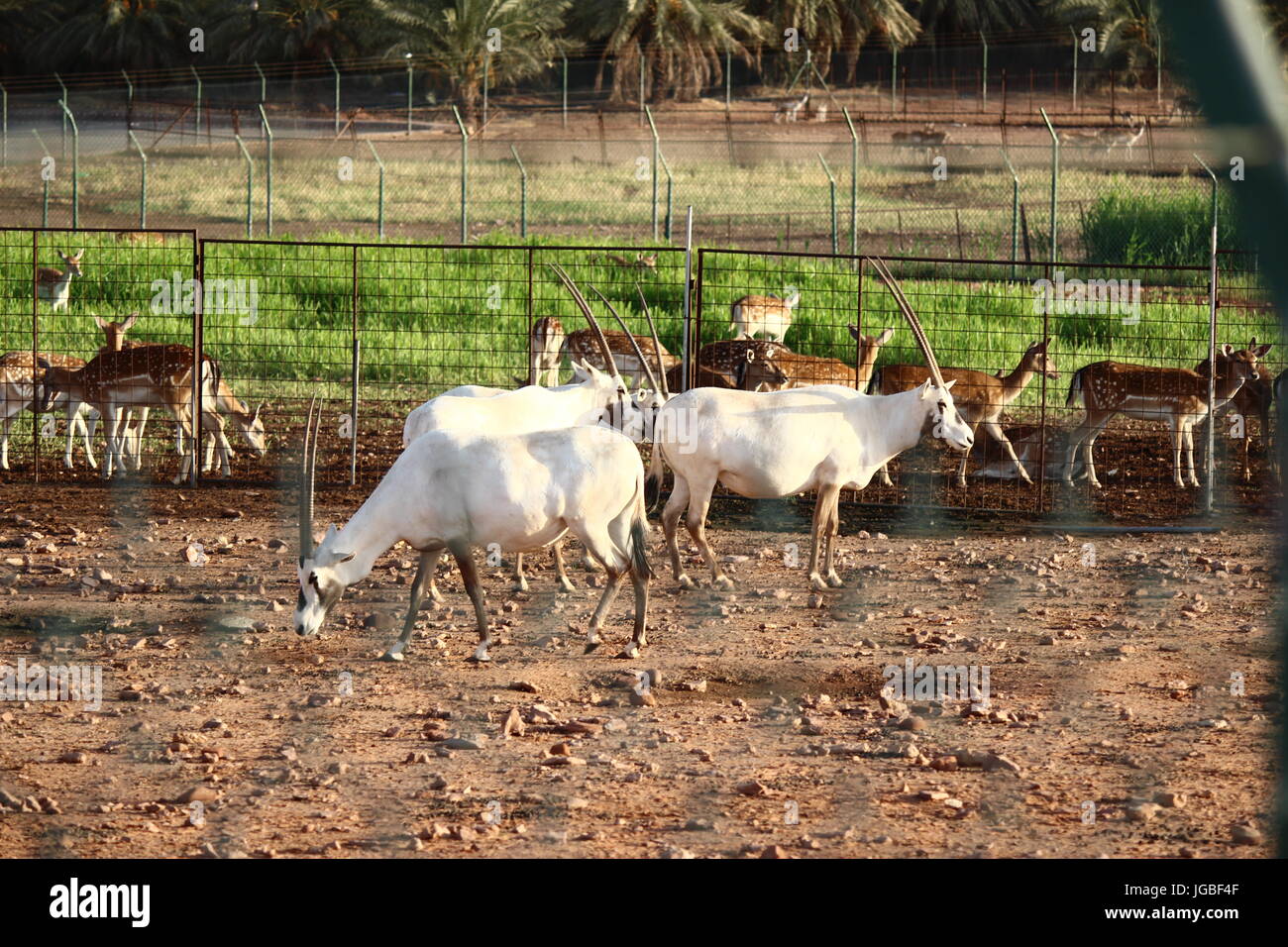 Arabian Oryx Eating High Resolution Stock Photography and Images - Alamy