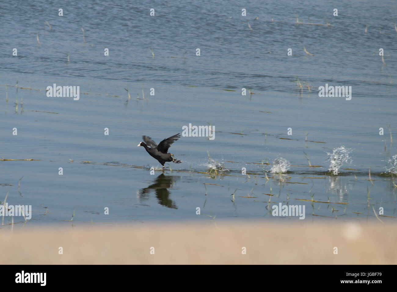 Running on water Stock Photo - Alamy