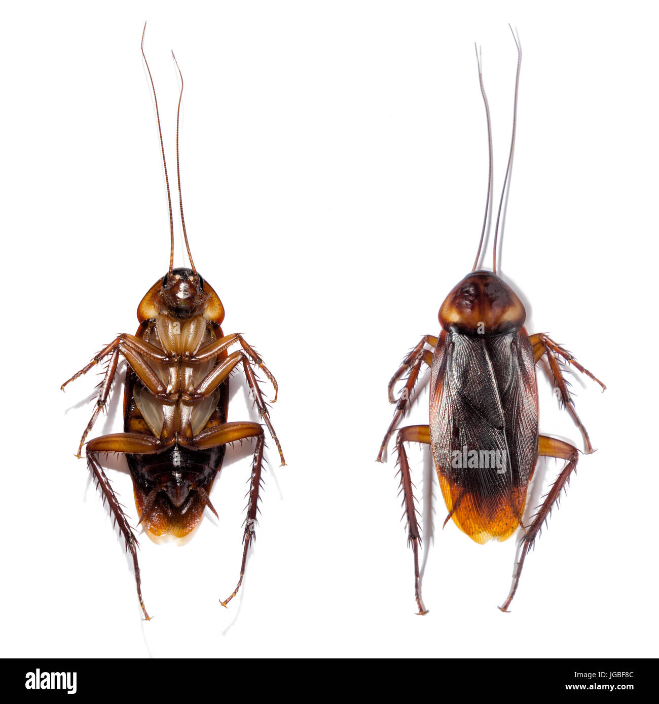 Cockroach close up photo isolated on white background Stock Photo - Alamy
