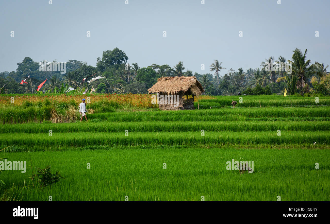 Landscape of terraced rice field at summer in Bali, Indonesia Stock ...