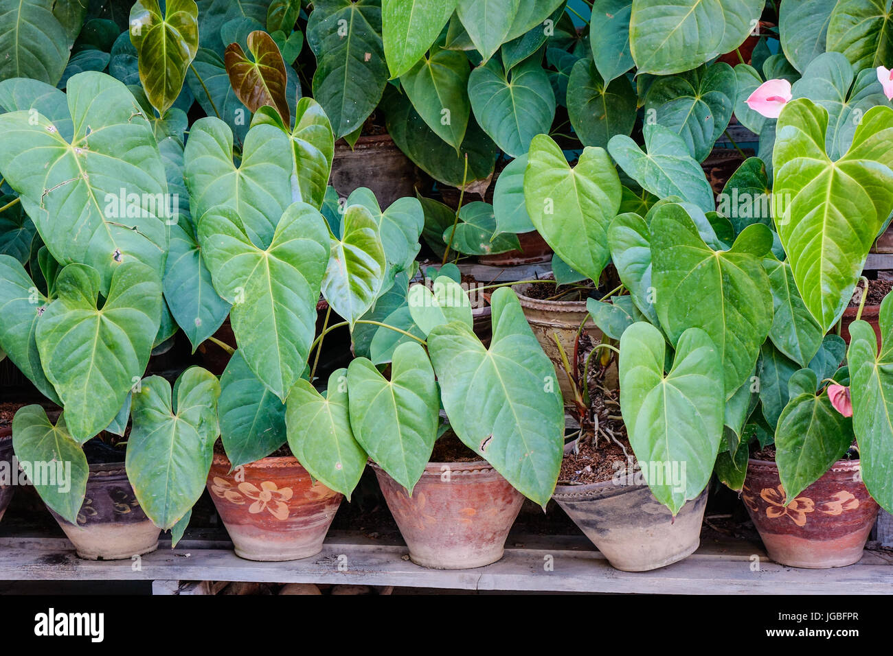 Taro plants at the garden Stock Photo - Alamy