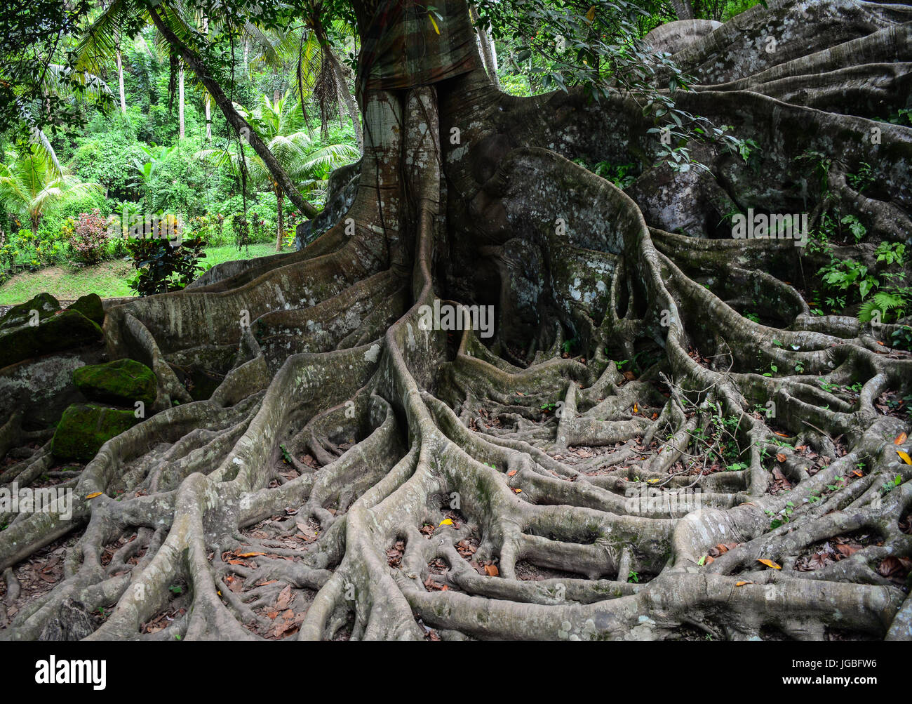 Huge tree at the sunny day in summer time. Close up Stock Photo - Alamy