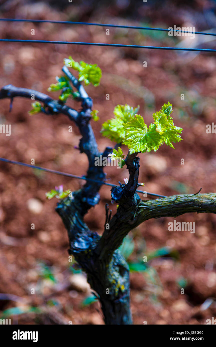 Tree vines hi-res stock photography and images - Alamy