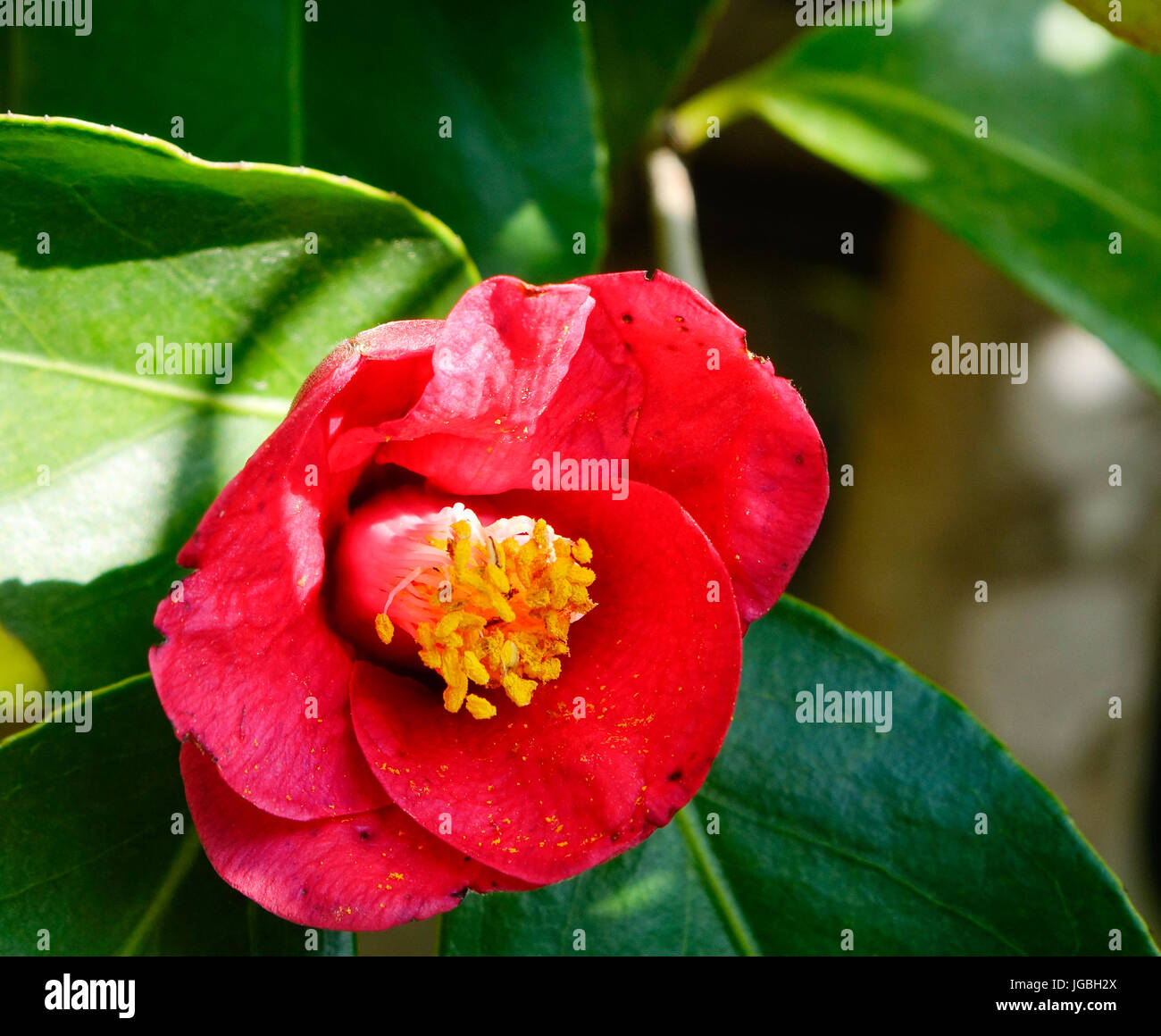 Beautiful red flower of Japanese Camellia at garden. Close up Stock ...