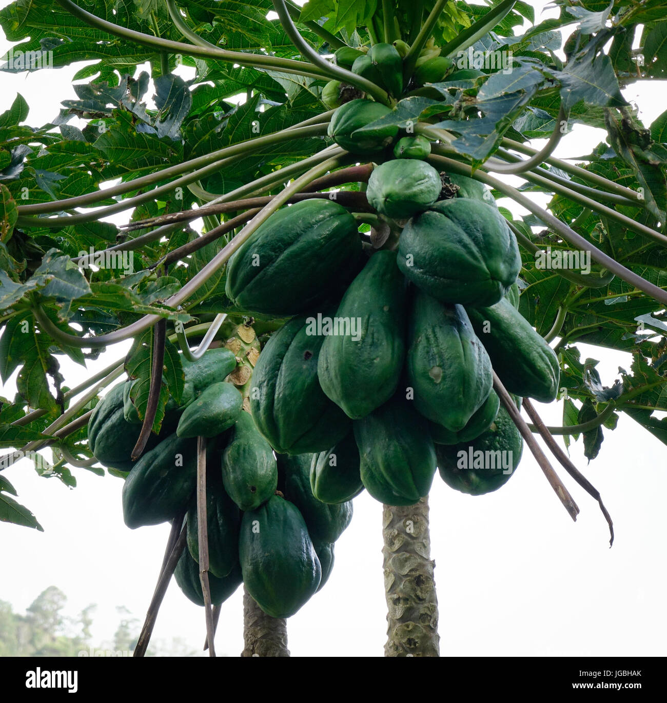 Papaya trees and fruits at the garden in summer time. Close up Stock ...