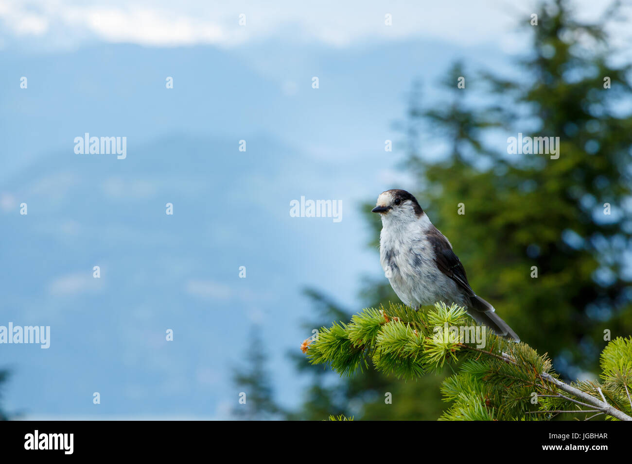 The Grey Jay is a large songbird found in the boreal forests of North ...