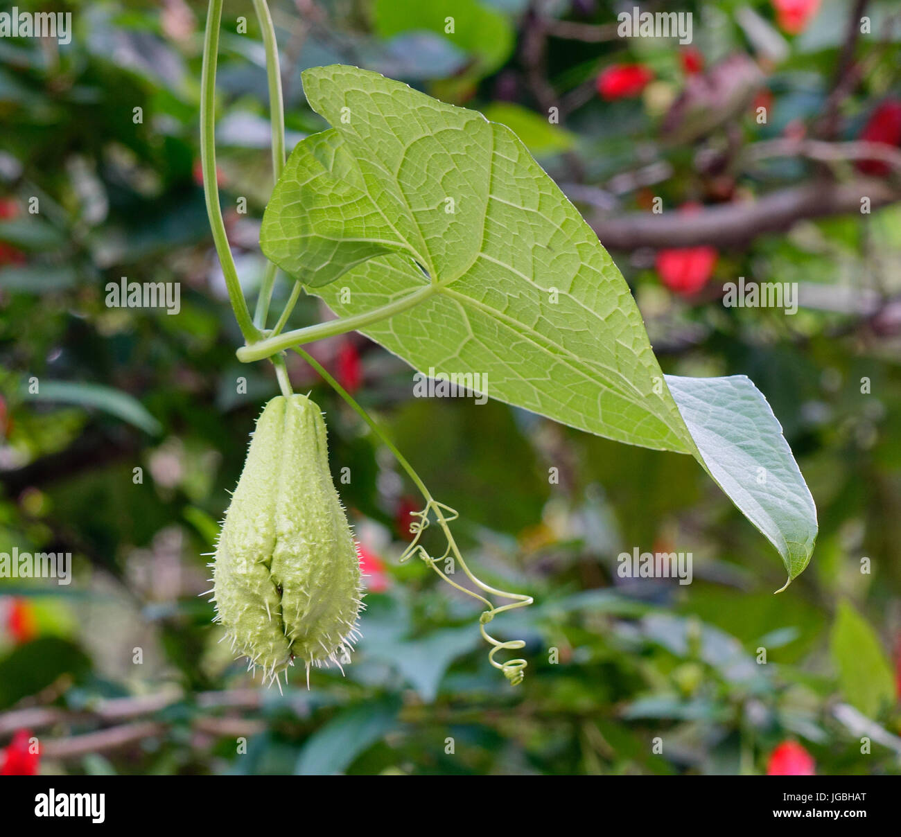Sechium edule plant and fruit at the plantation in summer time. Close ...