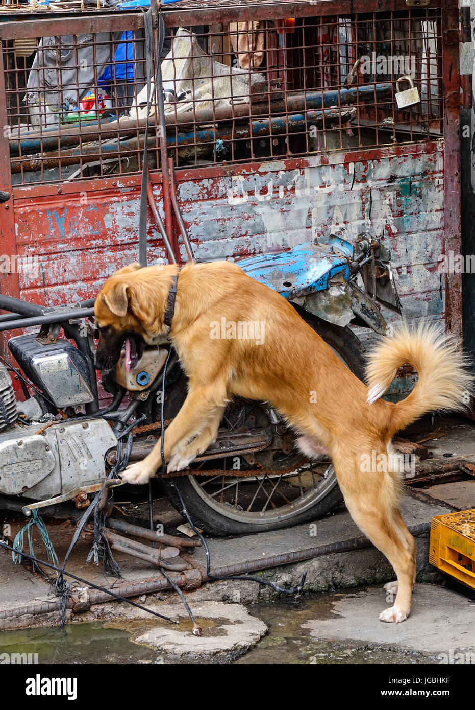 A dog at slum region in Manila, Philippines Stock Photo - Alamy