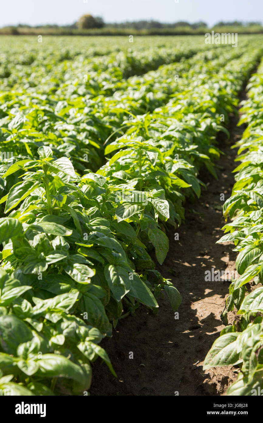 Basil seedlings hi-res stock photography and images - Alamy
