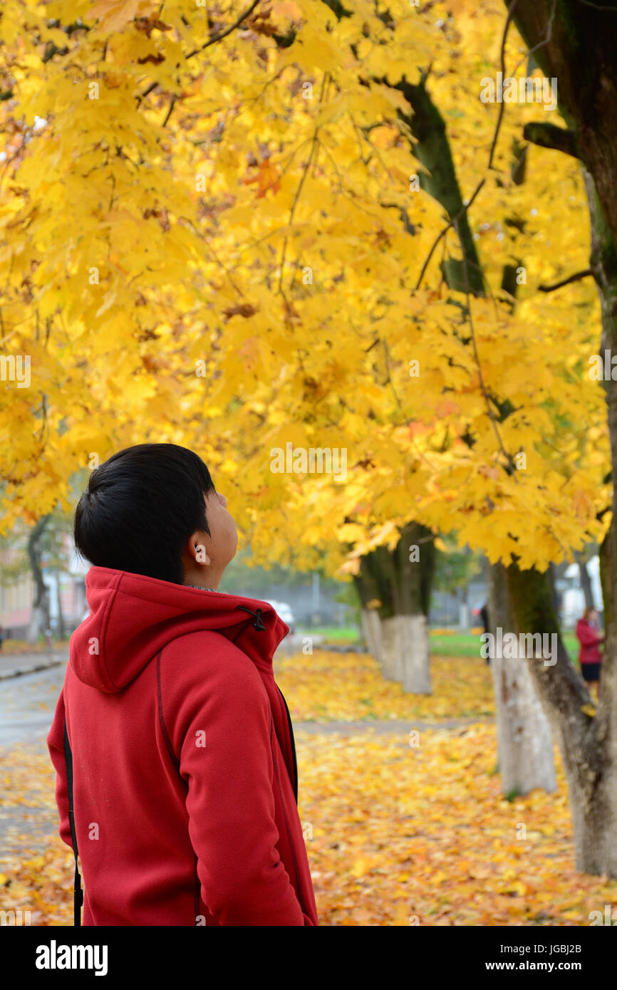 A man looking at mable trees in autumn Stock Photo - Alamy