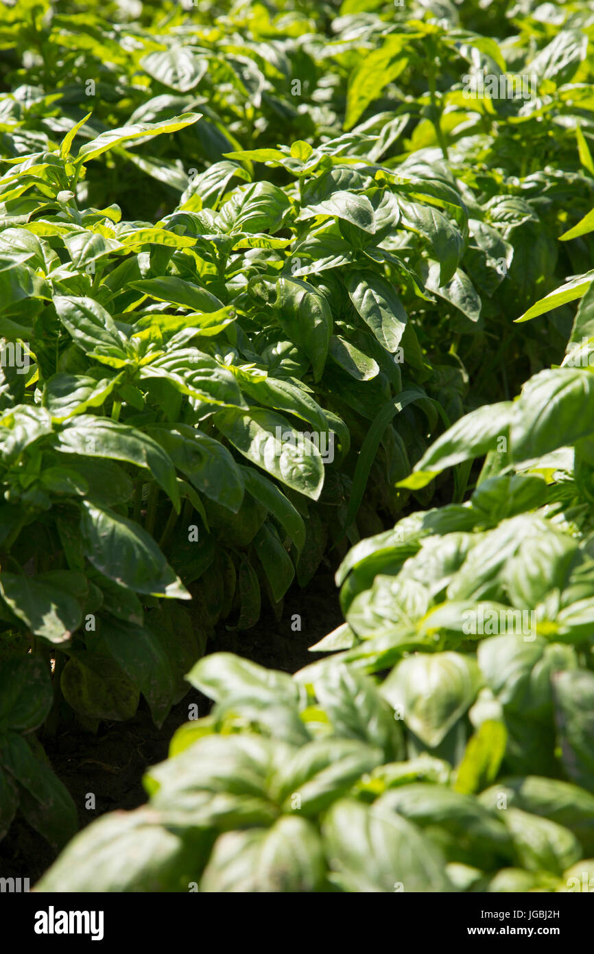 Basil seedlings hi-res stock photography and images - Alamy