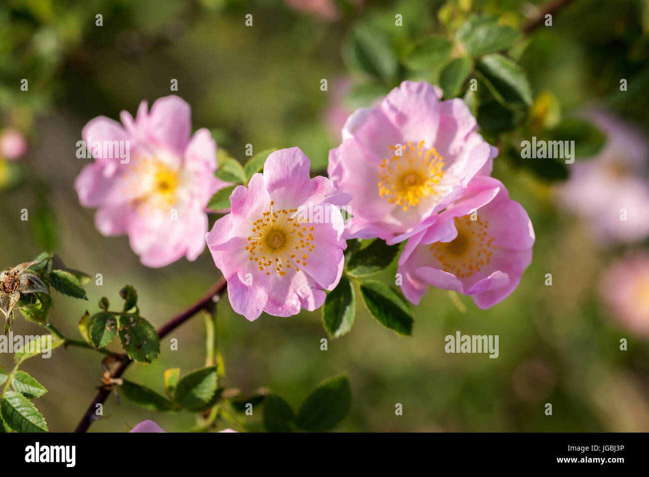Beautiful blooming wild rose bush (dog rose, Rosa canina Stock Photo ...