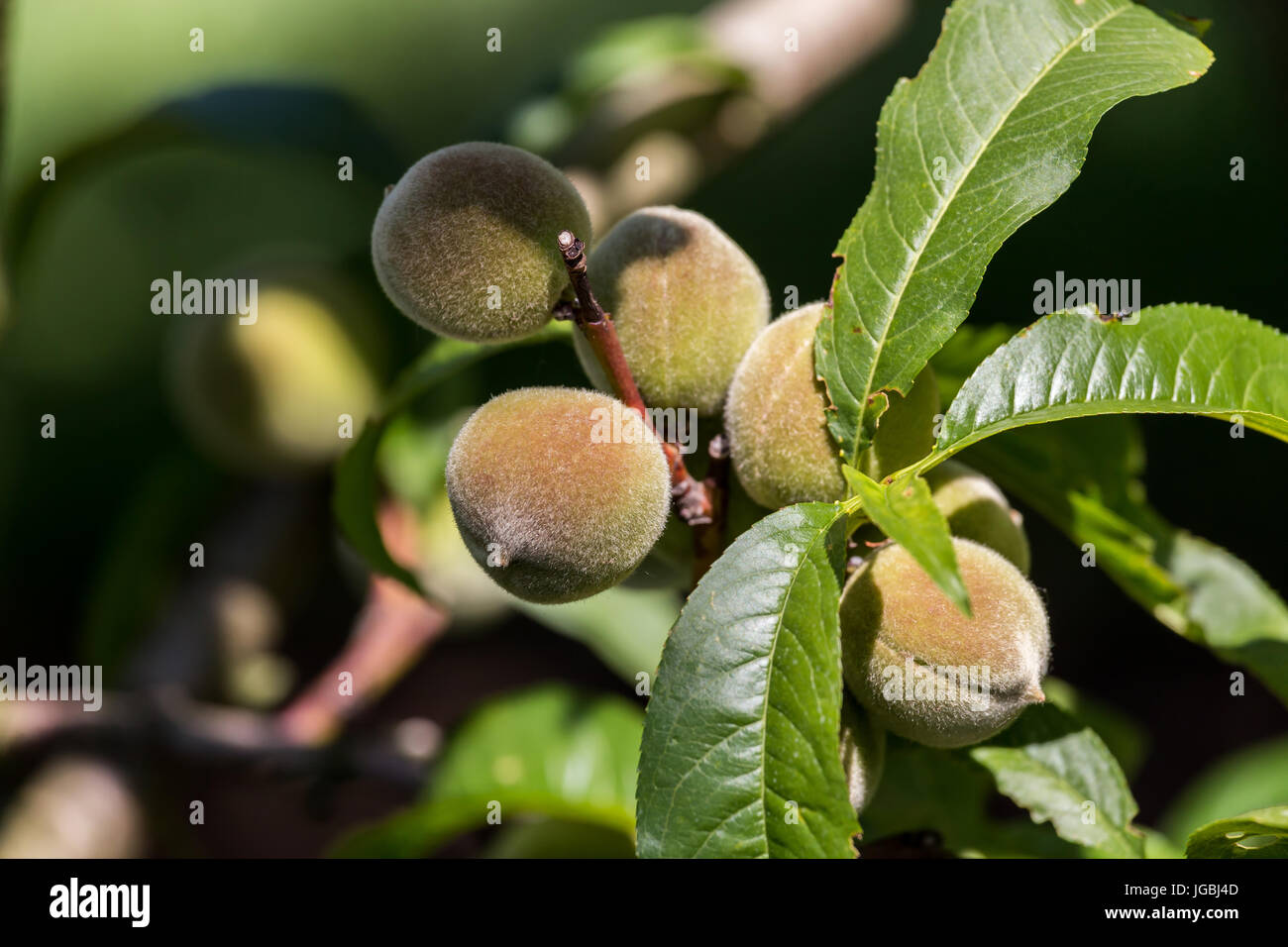 Green peach fruit on the tree Stock Photo - Alamy