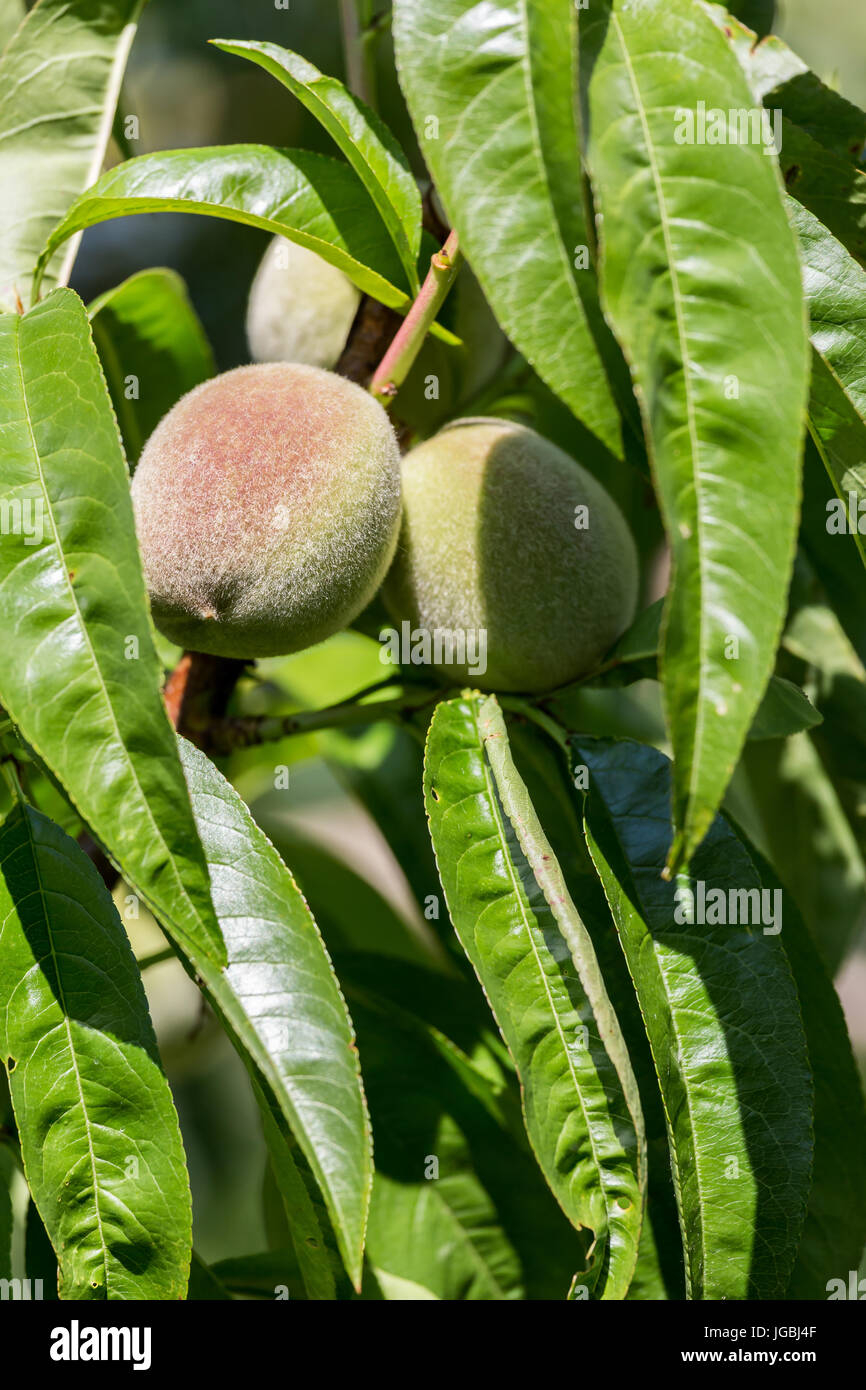 One peach tree with fruit hi-res stock photography and images - Alamy