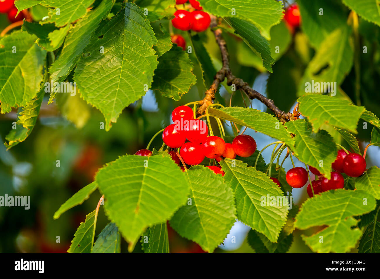Red cherries in a tree Stock Photo - Alamy