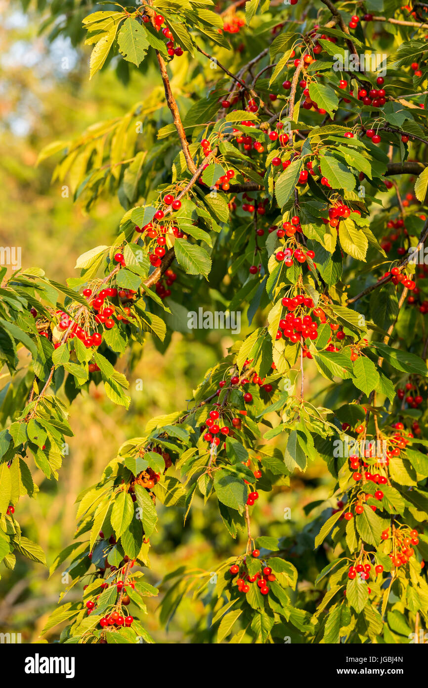 Red cherries in a tree Stock Photo - Alamy