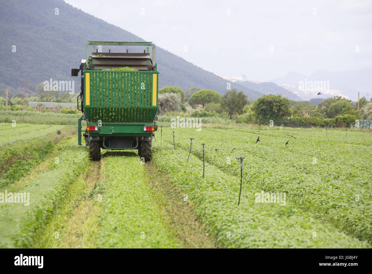 Basil harvesting in open field cultivation Stock Photo - Alamy