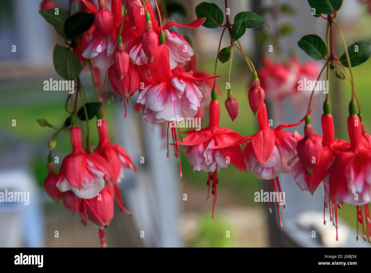Fuchsiabackground hi-res stock photography and images - Alamy