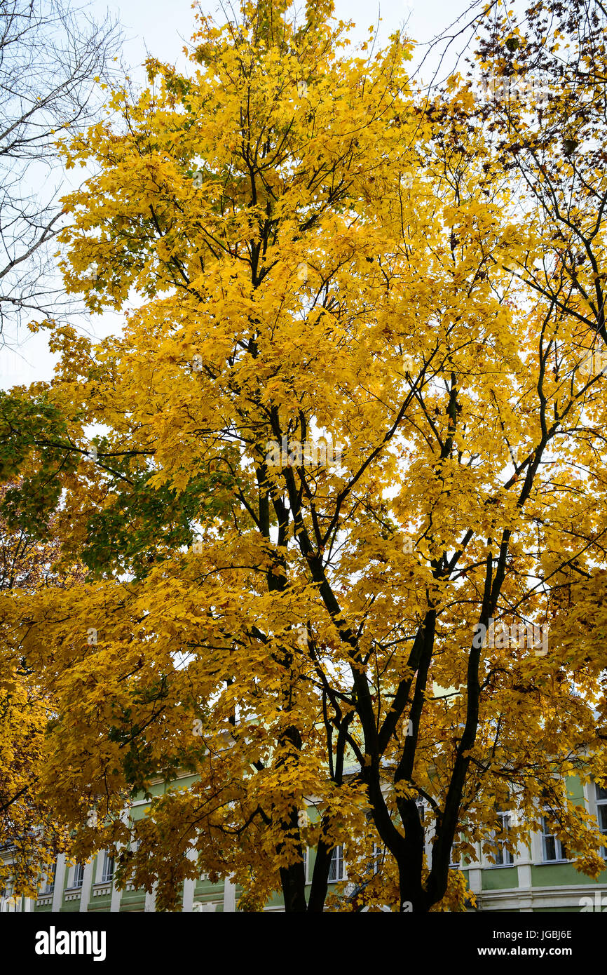 Yellow trees at the autumn in Europe. Maple trees in the park Stock ...