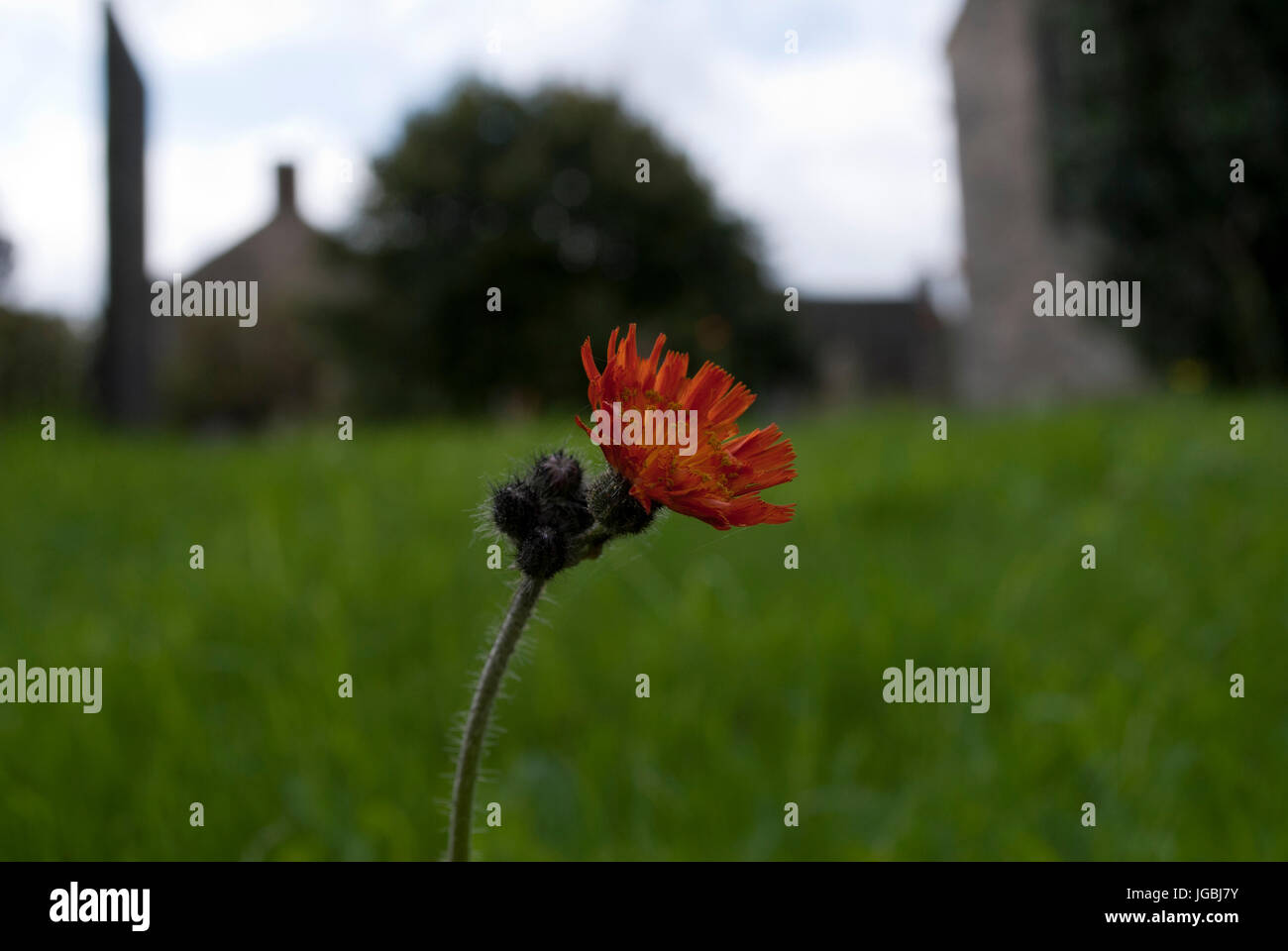 Orange Hawkweed flower Stock Photo - Alamy