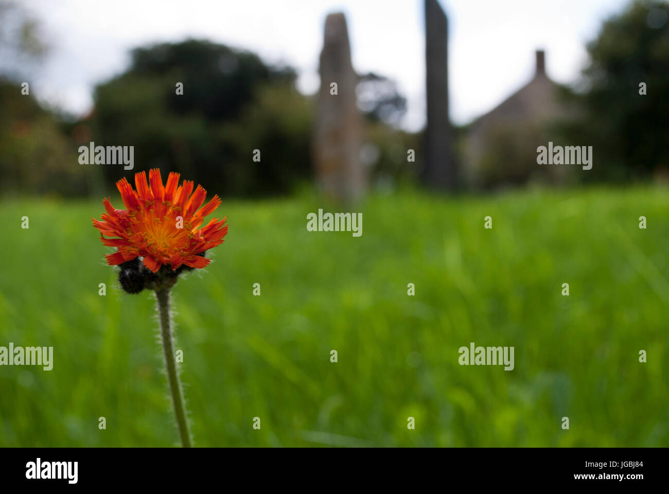 Orange Hawkweed flower Stock Photo - Alamy