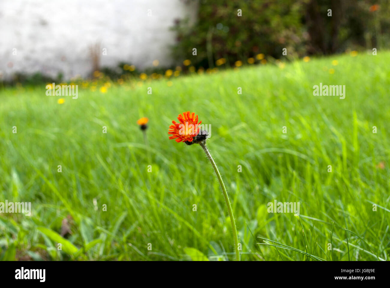 Orange Hawkweed flower Stock Photo - Alamy