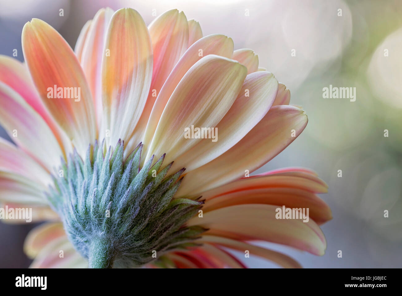 Gerberas flower hi-res stock photography and images - Alamy
