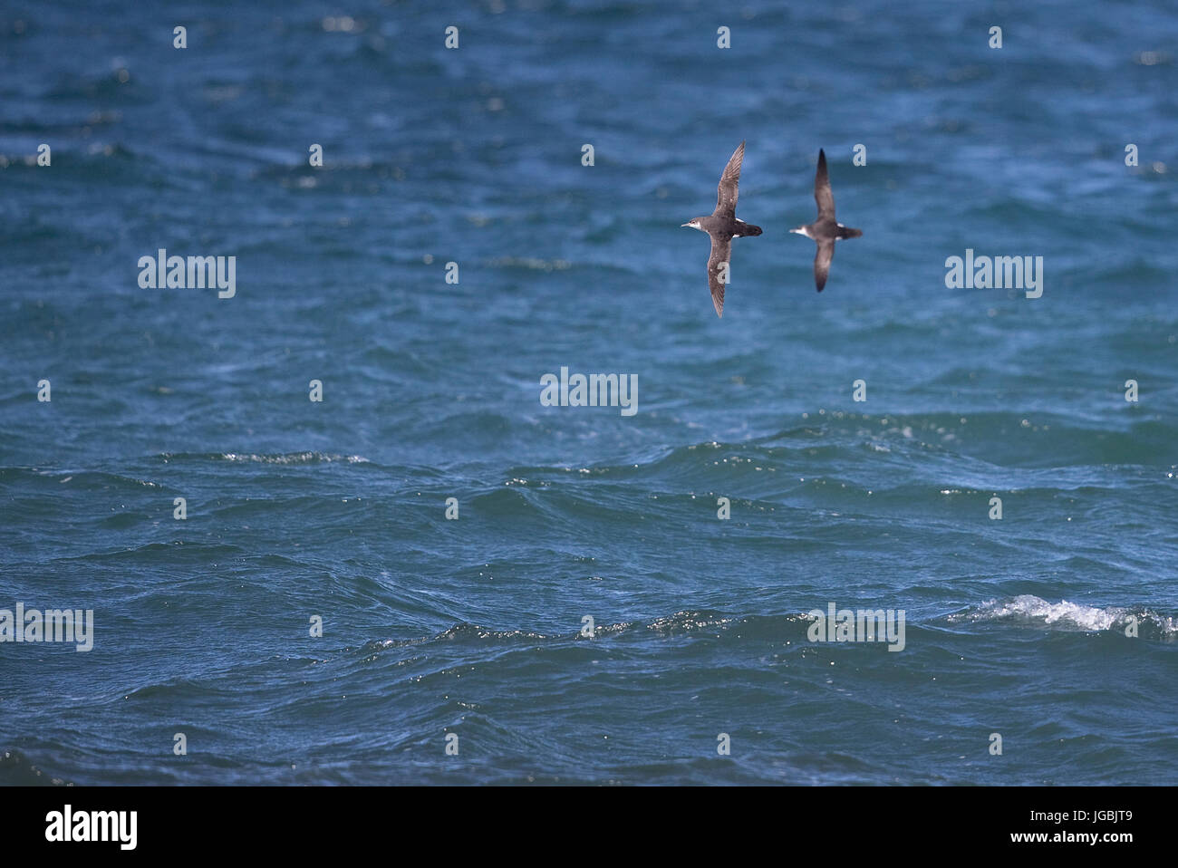Manx shearwater bird hi-res stock photography and images - Alamy