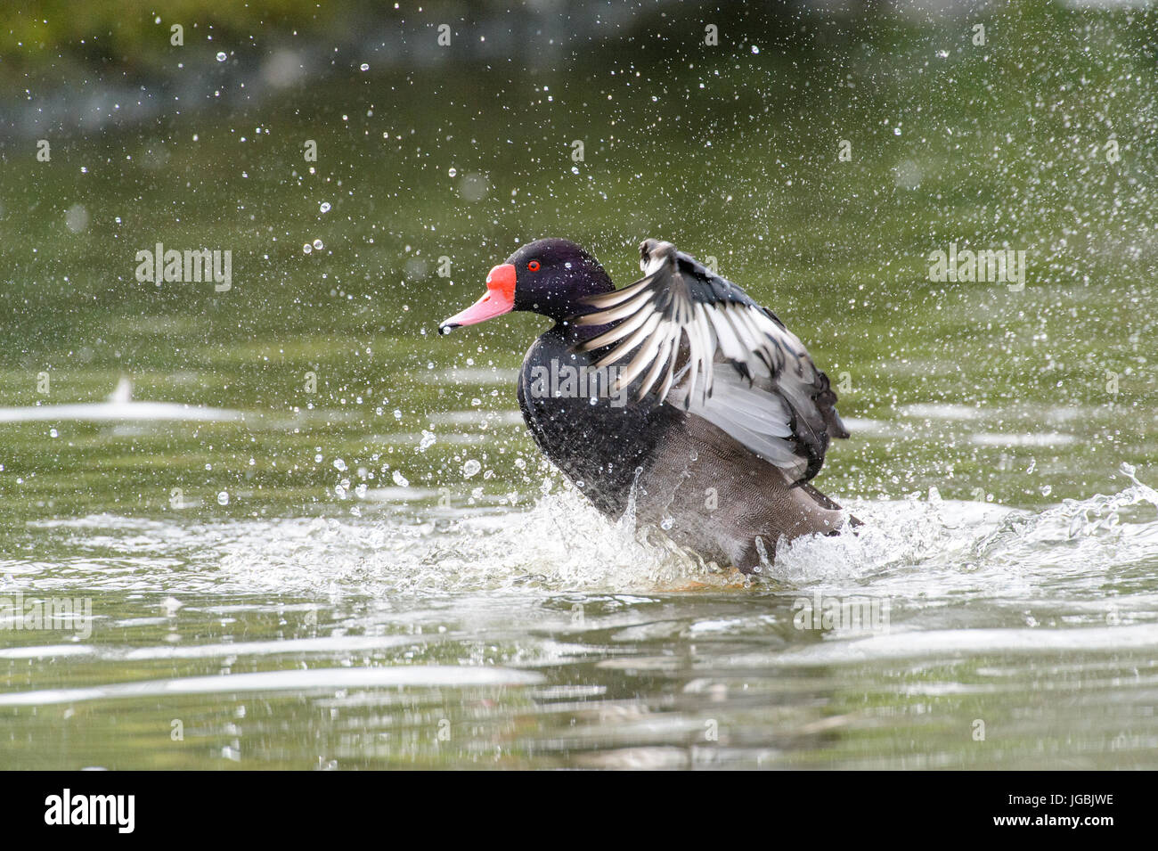 Flapping with its wings hi-res stock photography and images - Alamy