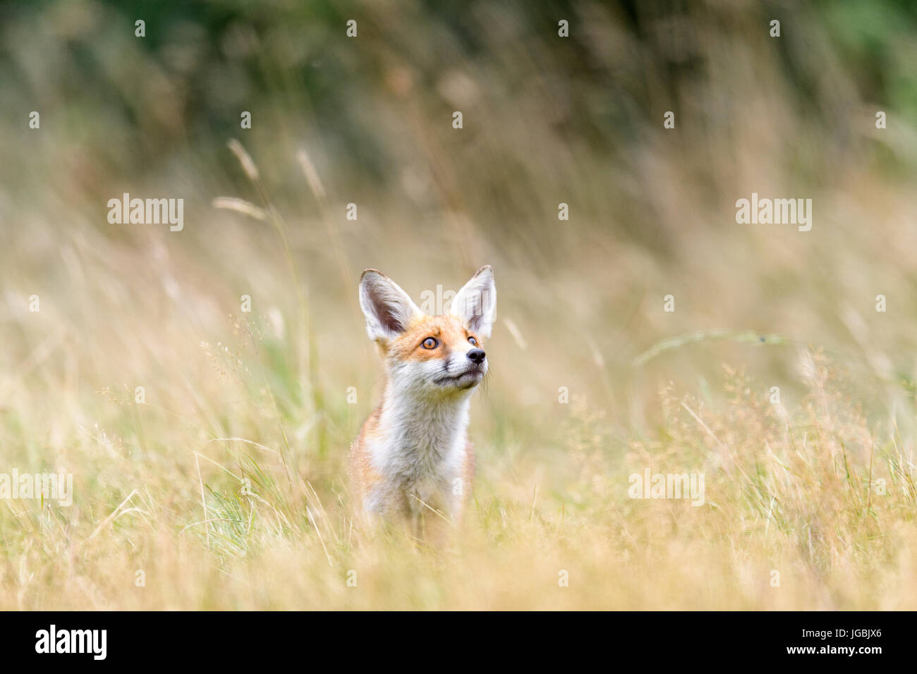 Red Fox in grassland Stock Photo - Alamy