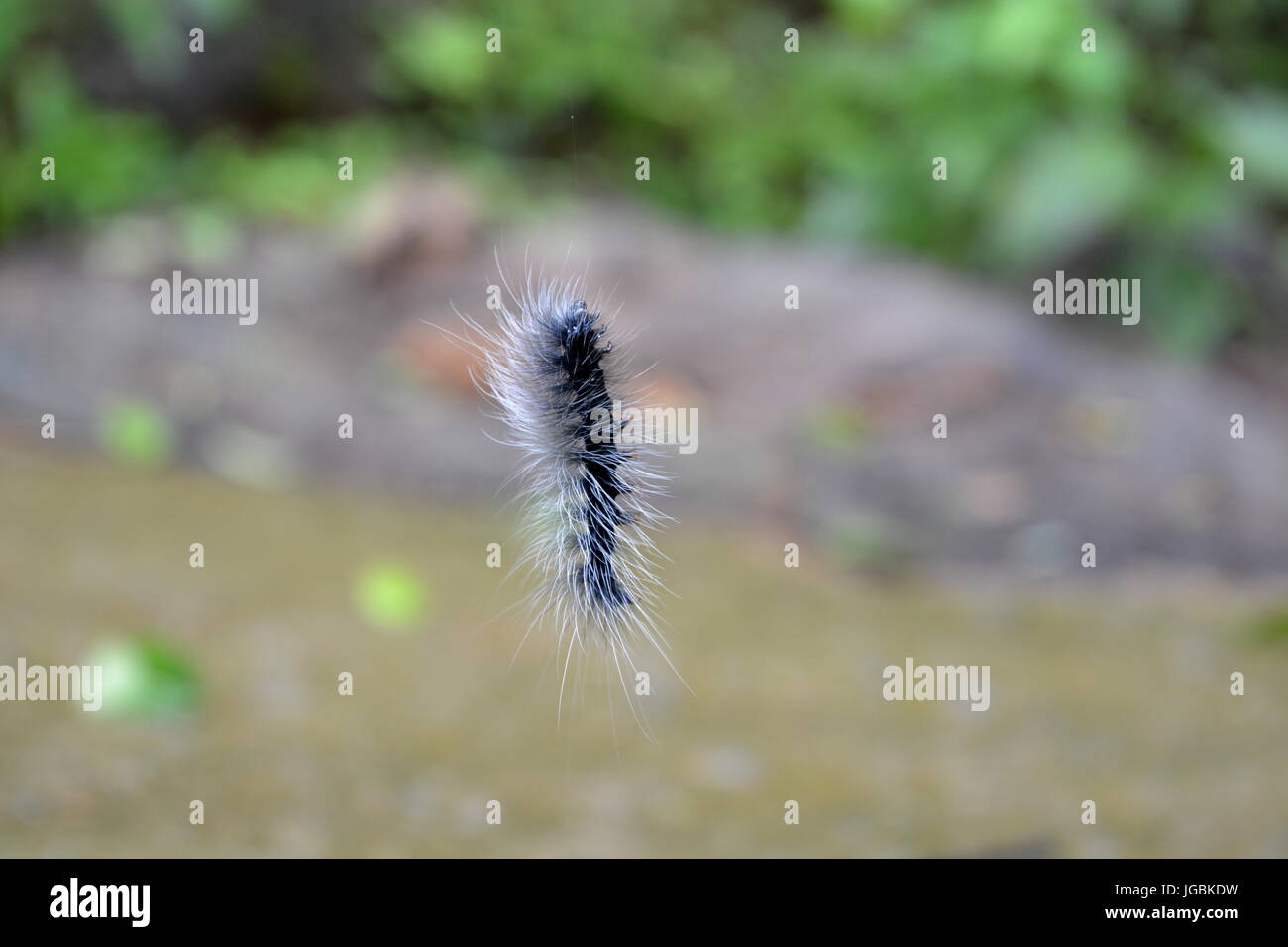 Whitecaterpillar hi-res stock photography and images - Alamy