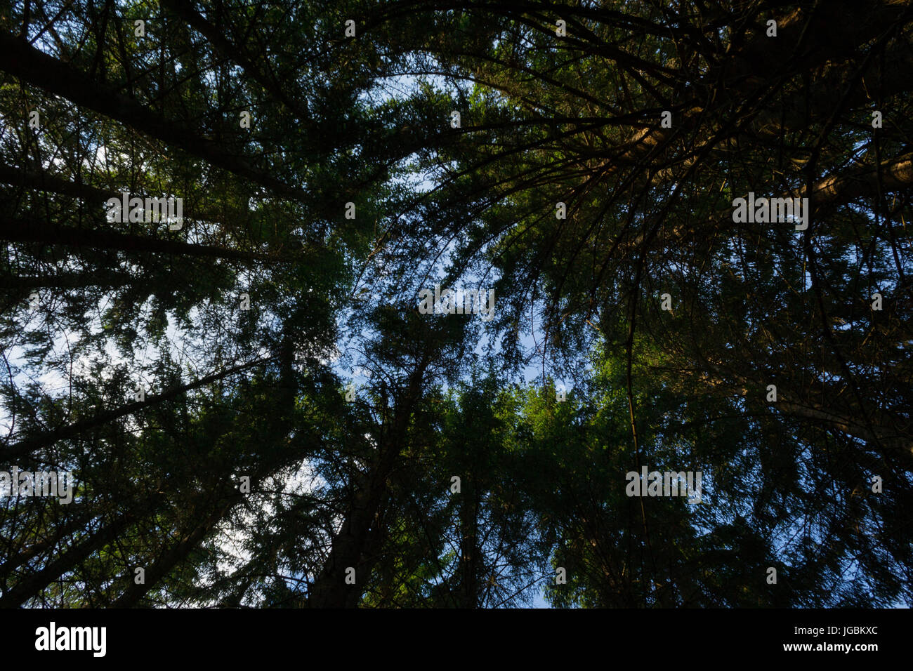 A look up at the forest trees in Bavarian Forest Stock Photo - Alamy