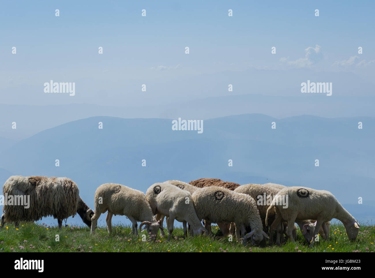 Shar planina hi-res stock photography and images - Alamy