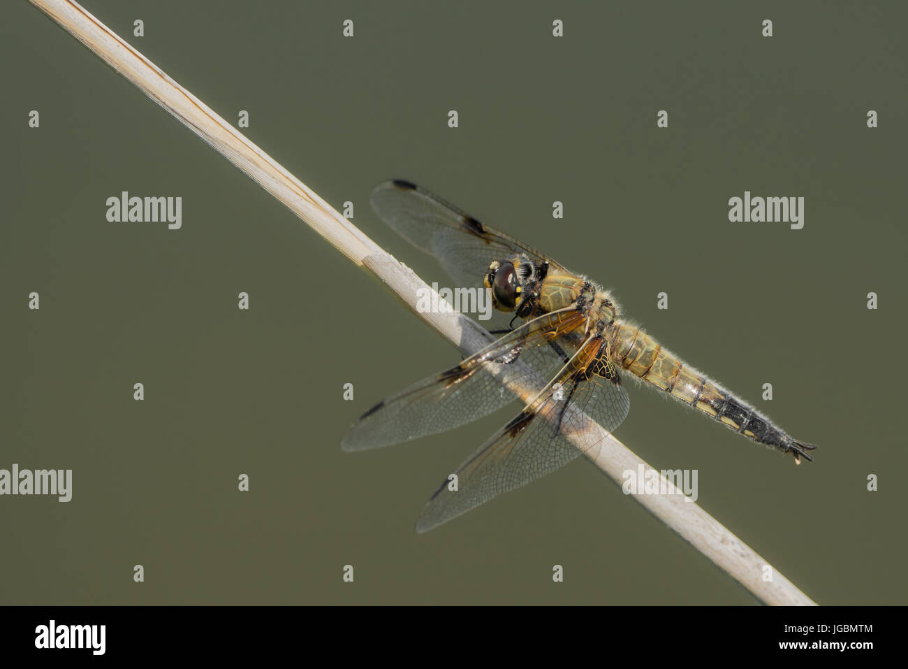 Dragonfly animal hi-res stock photography and images - Alamy