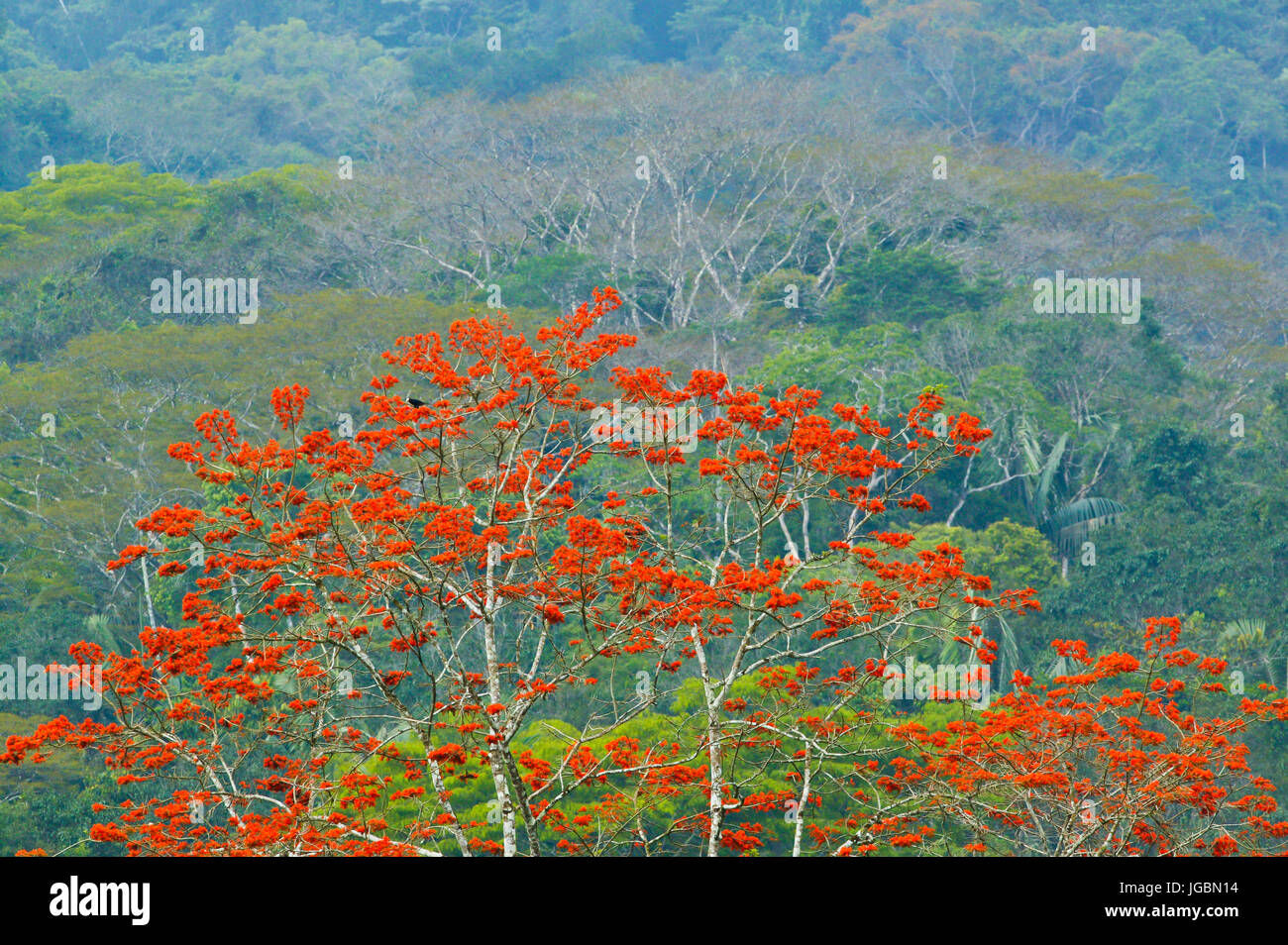 Rainforest at Cana field station in the Darien national park, Darien ...