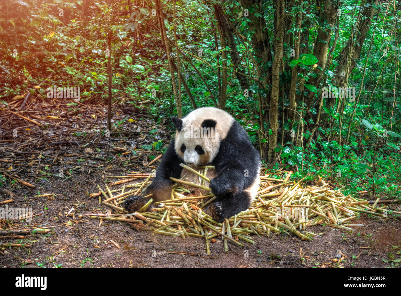 Bamboo Forest Panda