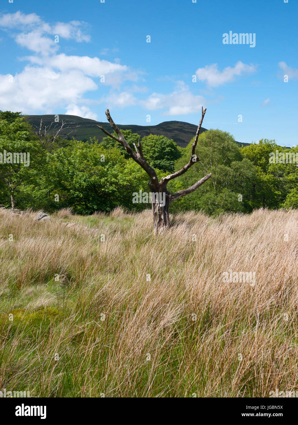 Rotting dead tree in a field Wales, UK Stock Photo - Alamy