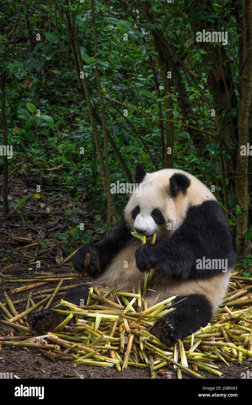 Big panda sitting in a bamboo forest Stock Photo - Alamy
