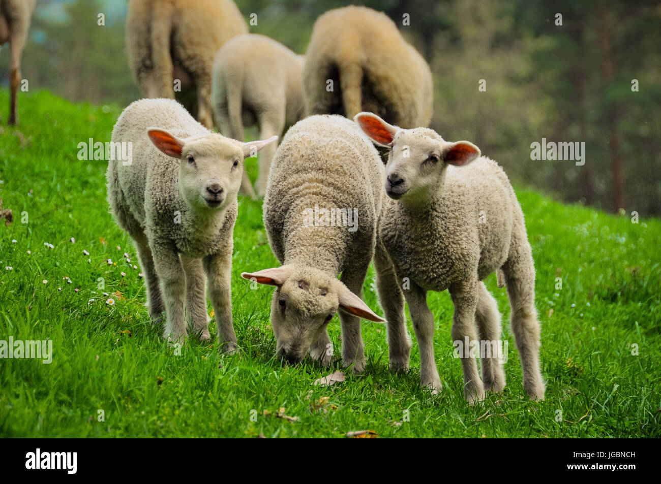 Wallpaper horizontal hi-res stock photography and images - Alamy