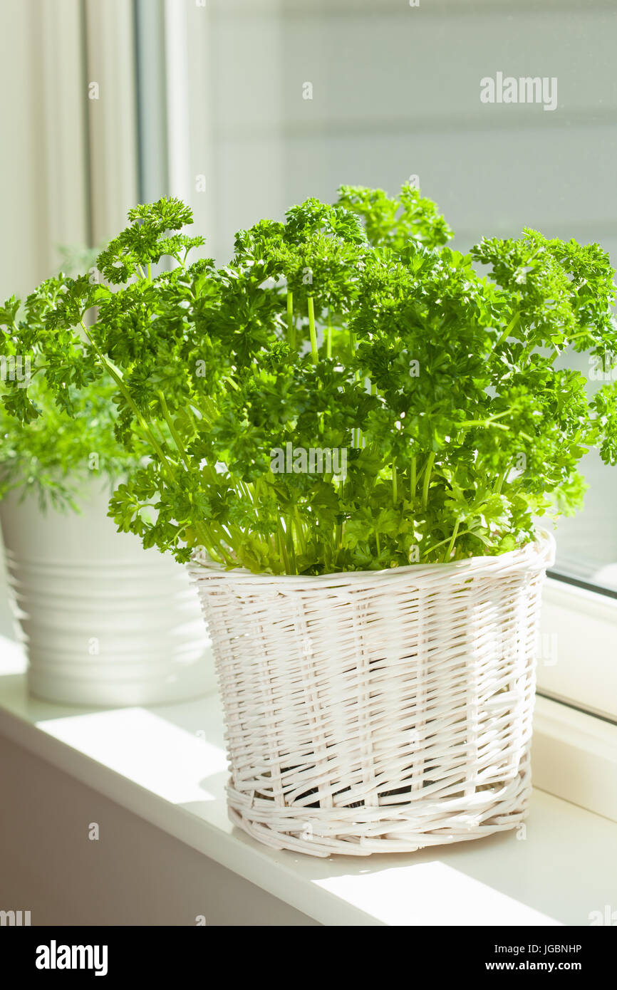 Parsley in window hi-res stock photography and images - Alamy